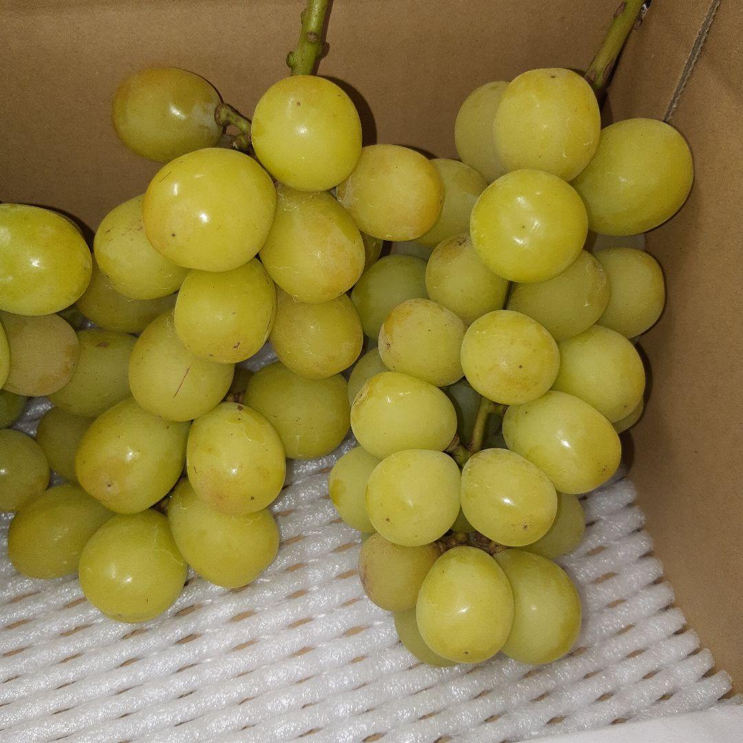 完熟多めの、シャインマスカット家庭用訳有り品