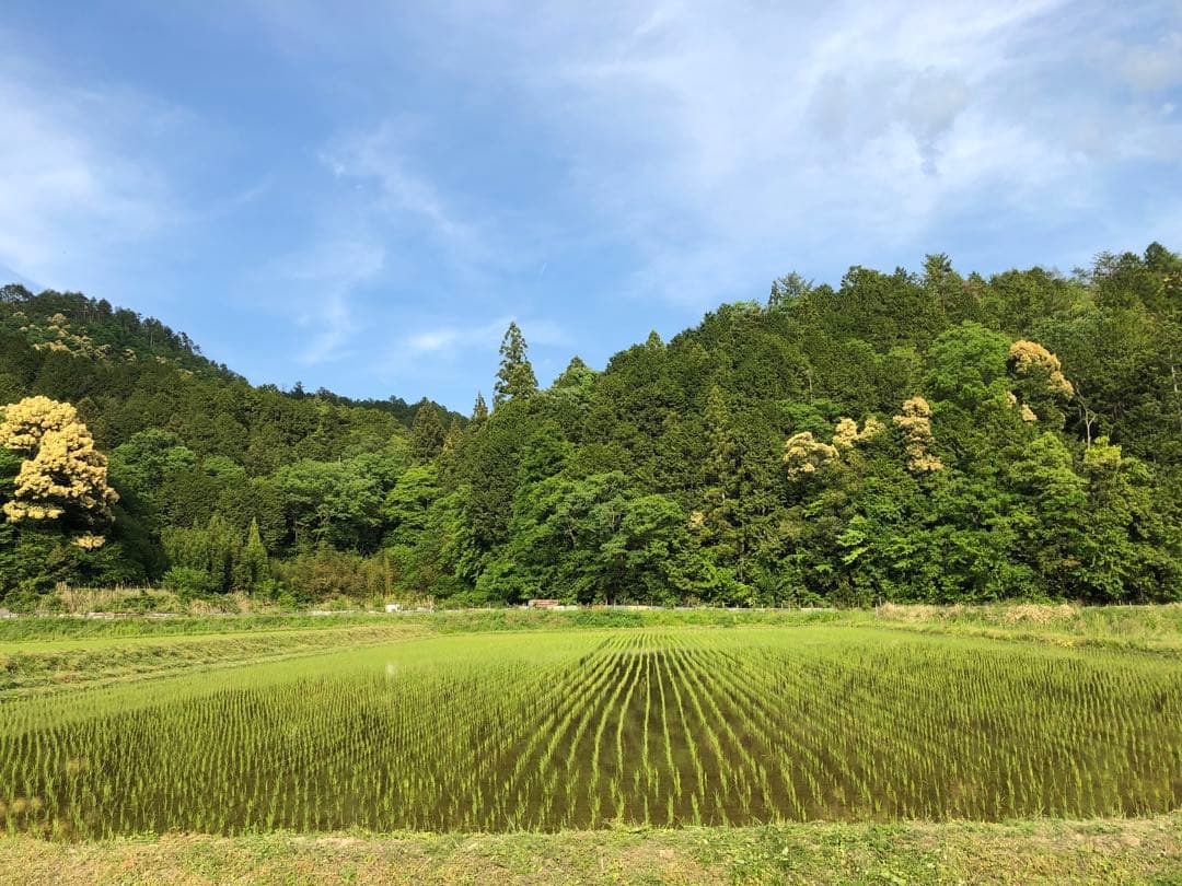 丹波産　コシヒカリ　10キロ