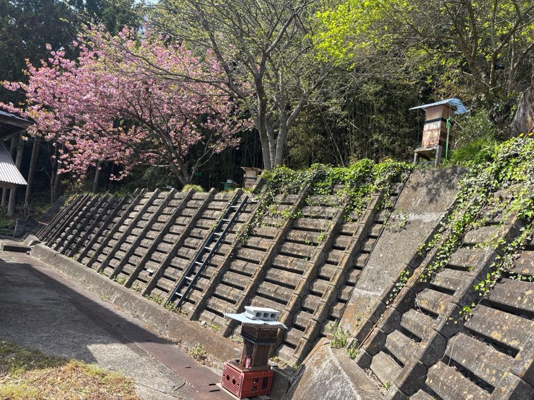 日本蜜蜂蜂蜜　純粋生ハチミツ　非加熱無調整　百花蜜
