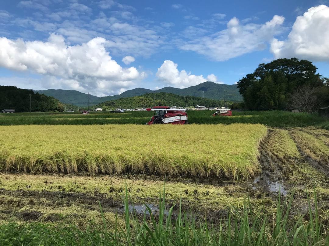 三重県伊賀産　令和7年度ミルキークイーン100% 玄米　30kg 農家直送
