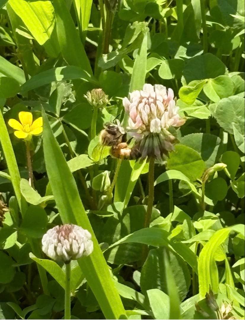 長野県長野市若穂保科で採れたはちみつ 1200g 2本 No.54 結晶化値下げ