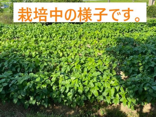 【新豆】R7年産 大粒 丹波黒系 黒大豆（愛知県産）１８kg　№318
