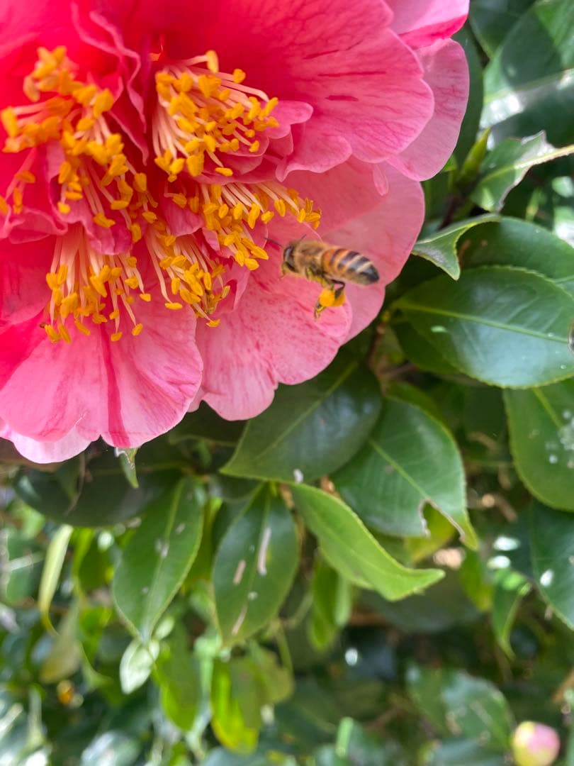 日本ミツバチ　重箱式巣箱　飼育捕獲用