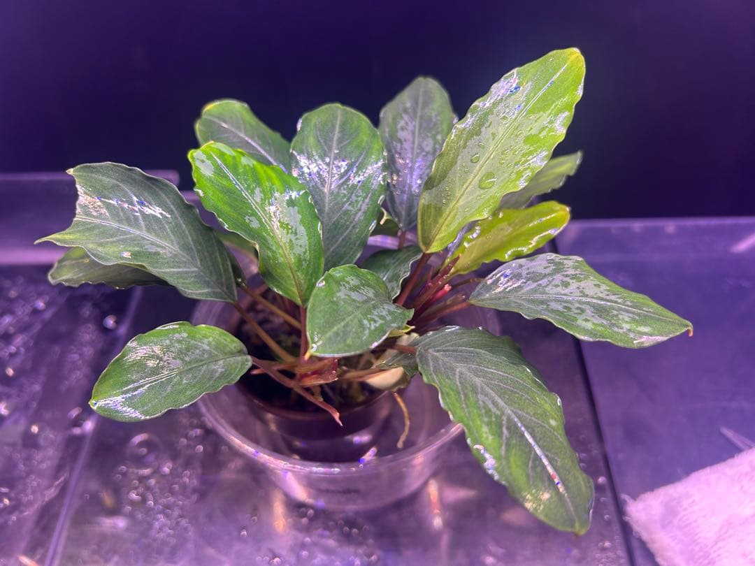 たお品Bucephalandra sp.Pearl gray【TB】