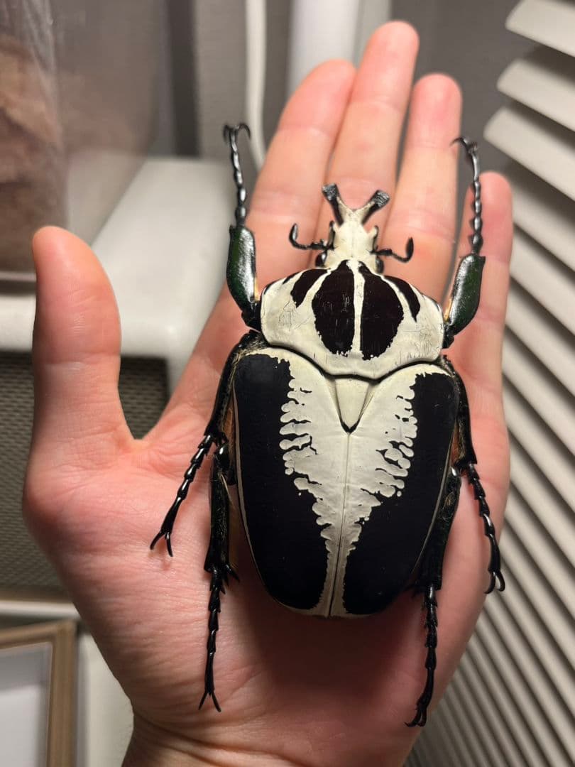 【99mmペア】レギウスゴライアスオオツノハナムグリGoliath regius