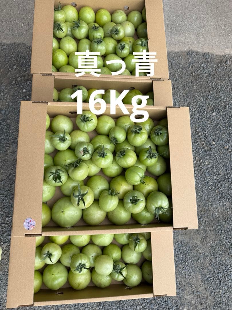 熊本産地直送トマト真っ青16Kg