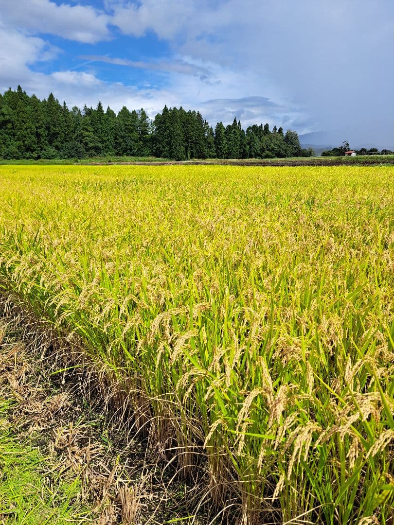 山形県尾花沢産　つや姫5kg×2袋