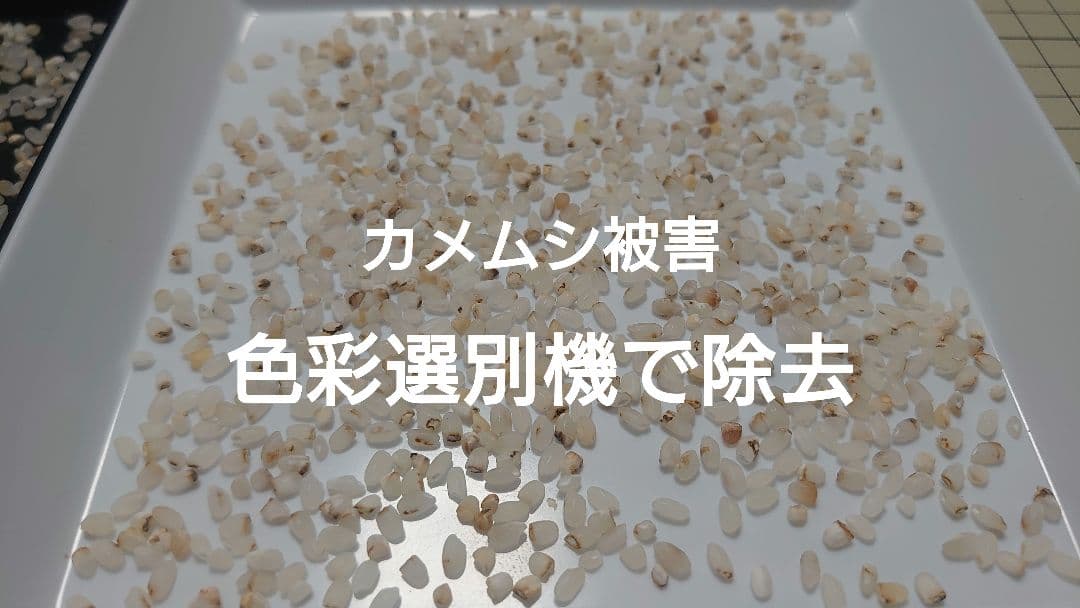 令和6年度 埼玉県産⭐にこまる⭐白米29キロ 送料無料