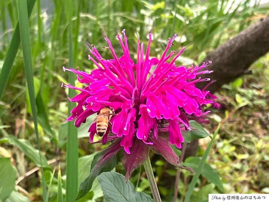 【令7新蜜】百花蜜 1000g 2本 長野県産 国産蜂蜜 生はちみつ 西洋蜜蜂