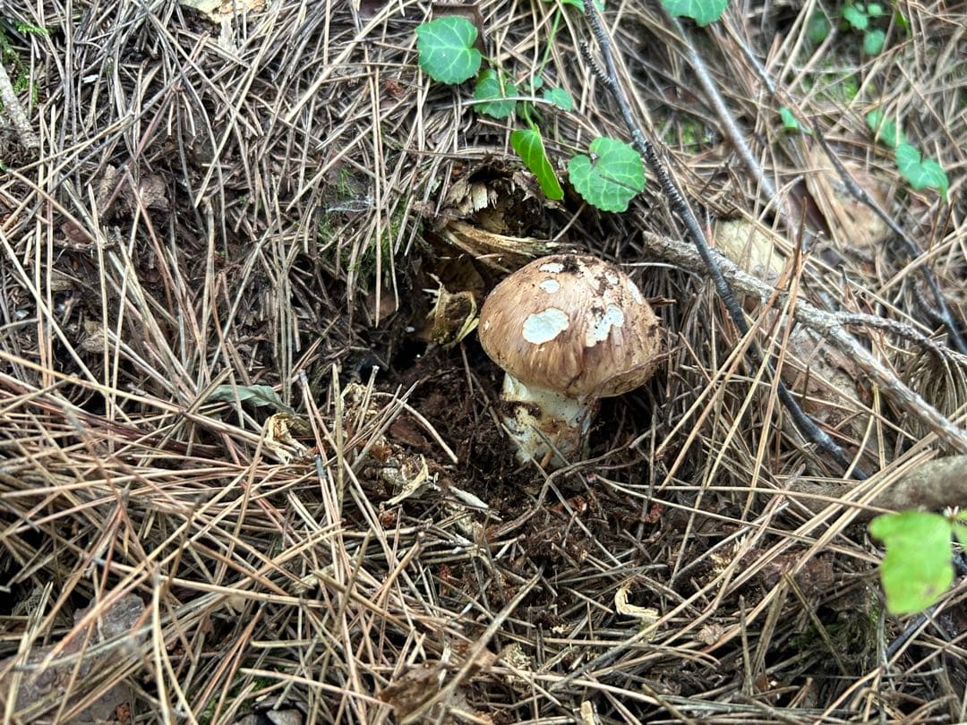 岩手県産松茸 176ｇ