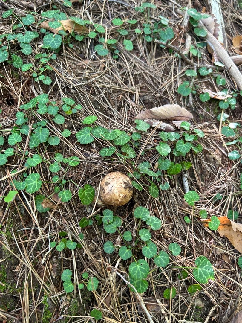 岩手県産松茸 176ｇ
