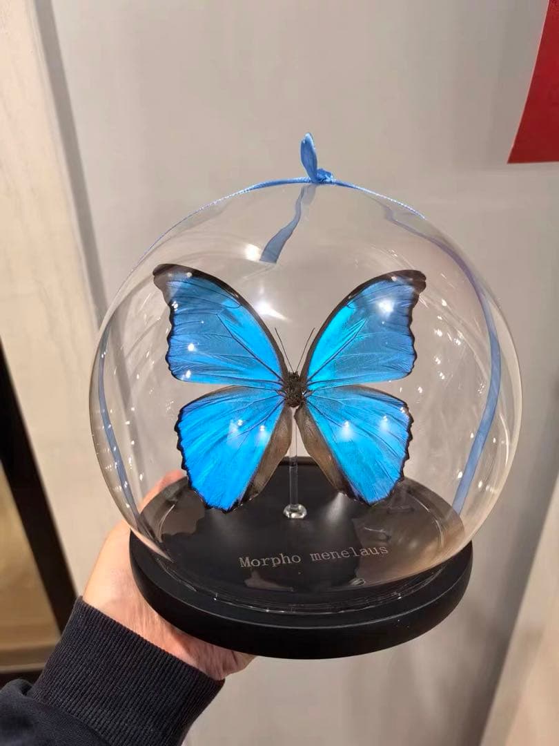 Morpho menelaus 標本 青色