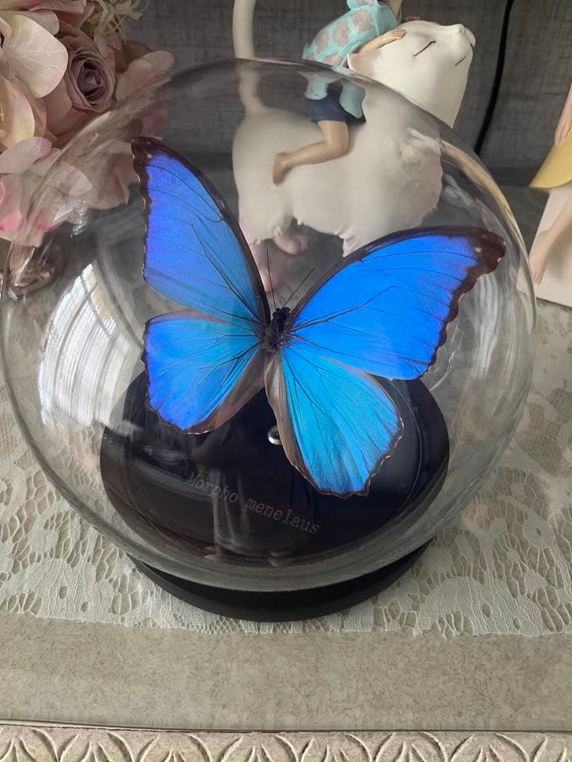 Morpho menelaus 標本 青色