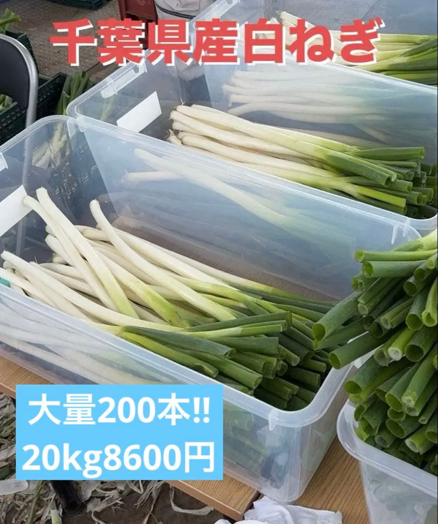 【大容量特価!!】白ネギ 約20kg(約200本) 千葉県東金市産 201