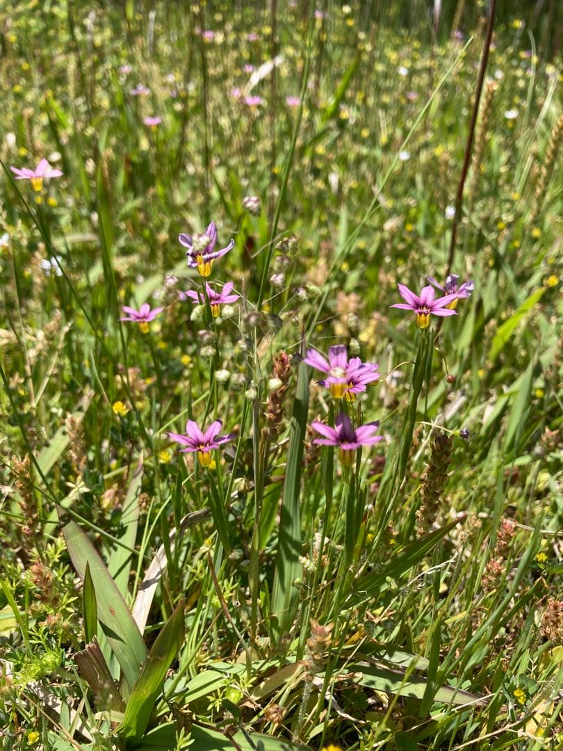 hanamei 　ニホンミツバチ生ハチミツ　蜂蜜　日本蜜蜂　1120g
