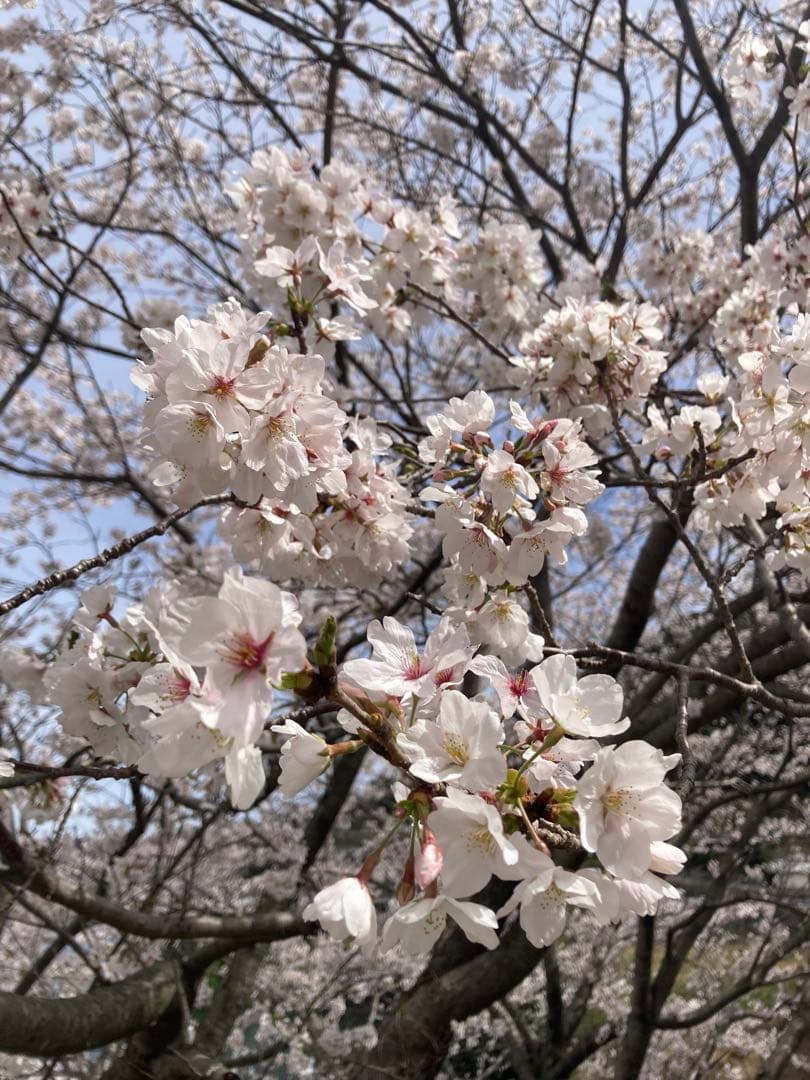 hanamei 　ニホンミツバチ生ハチミツ　蜂蜜　日本蜜蜂　1120g