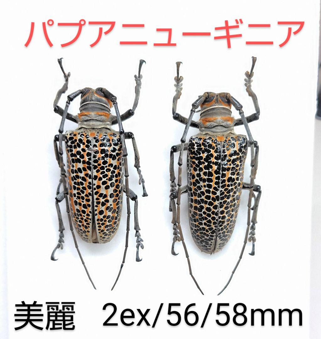 マンデブラリス★究極標本2ex パプア産 大型 56mm/58mm 凄デザイン