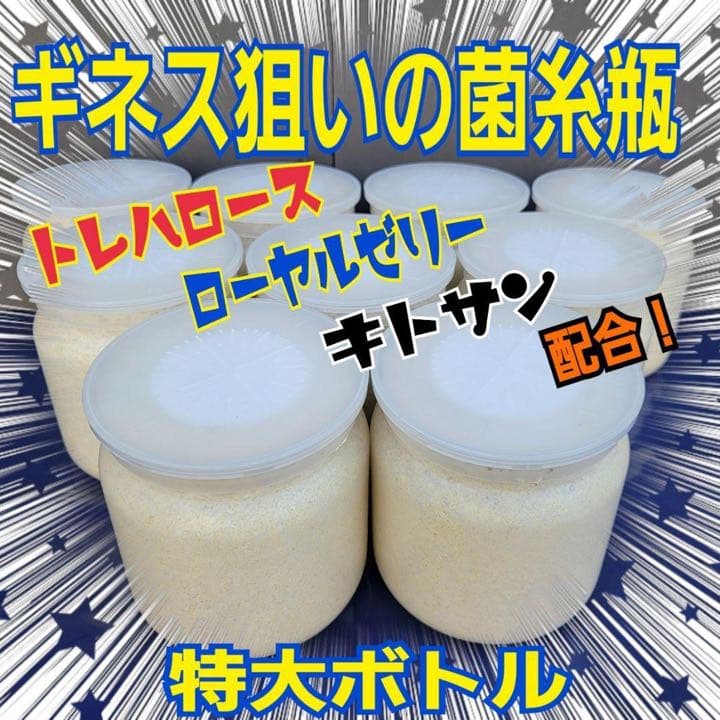 極上！ヒマラヤひらたけ菌糸瓶1500ml【5本】トレハロース、キトサン強化配合！
