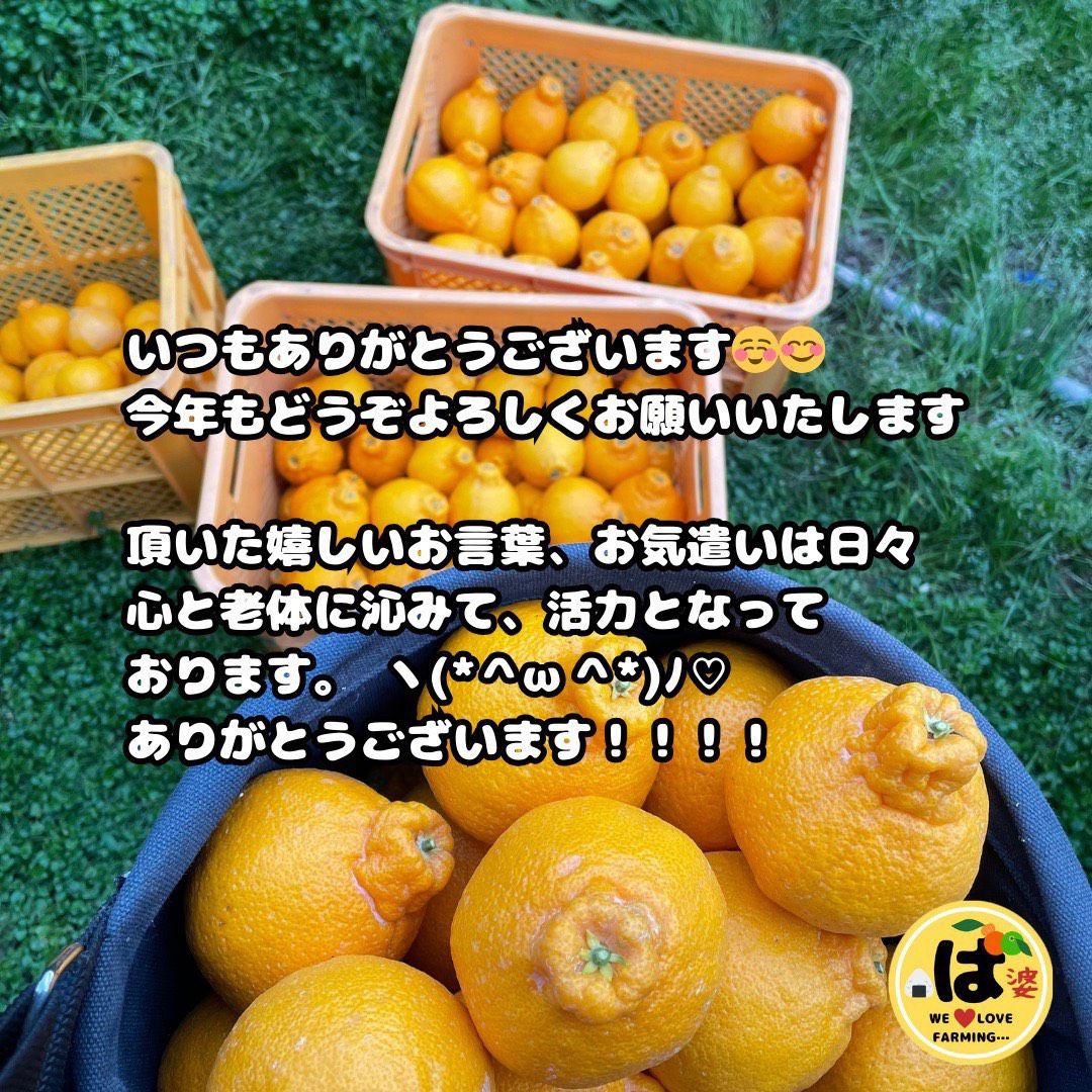 ※確認用　訳あり　大玉MIX箱込み4.5kg以上【露地栽培　不知火　デコポン】