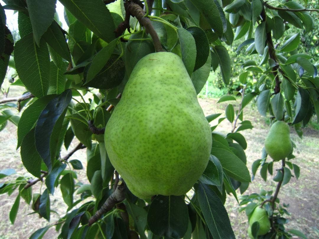 青森県 南部地方産 硬い洋梨(バートレット)大きい順に総重量 約15㎏農園直送②
