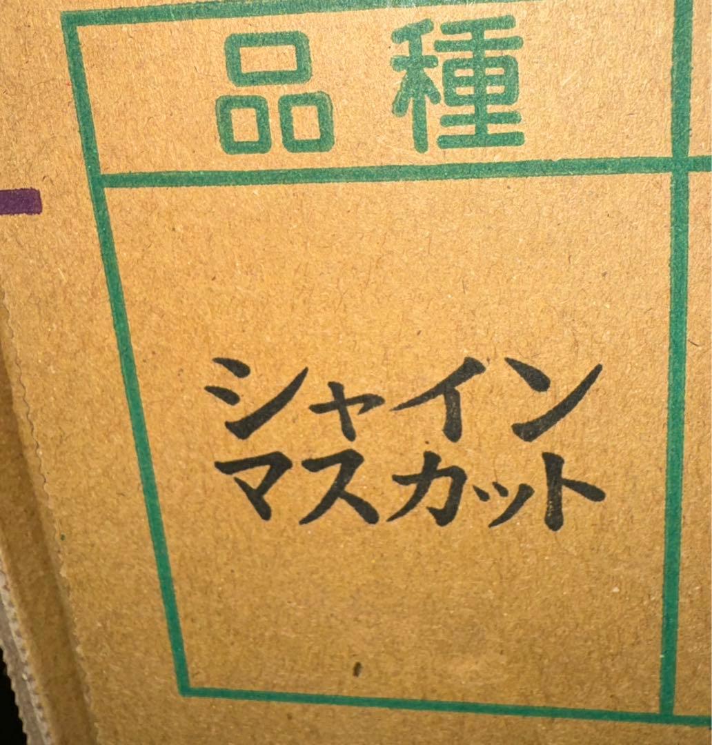 山梨県産JA共選品シャインマスカット⭐️8房入り箱込み約5.6キロ
