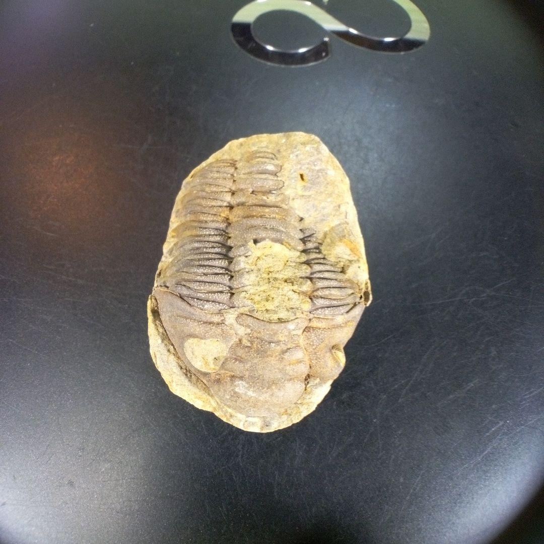 三葉虫　化石　ボリビア産　南アメリカ　trilobite　南米産fossil④