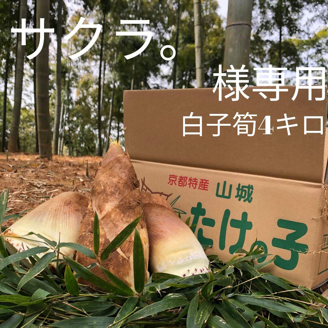 サクラ 白子筍4キロ