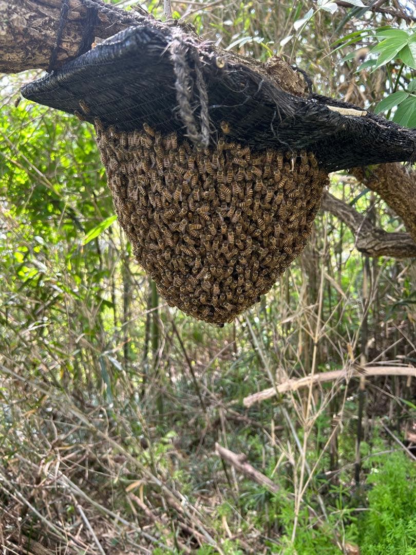 日本ミツバチ・純粋天然蜂蜜1000g2本
