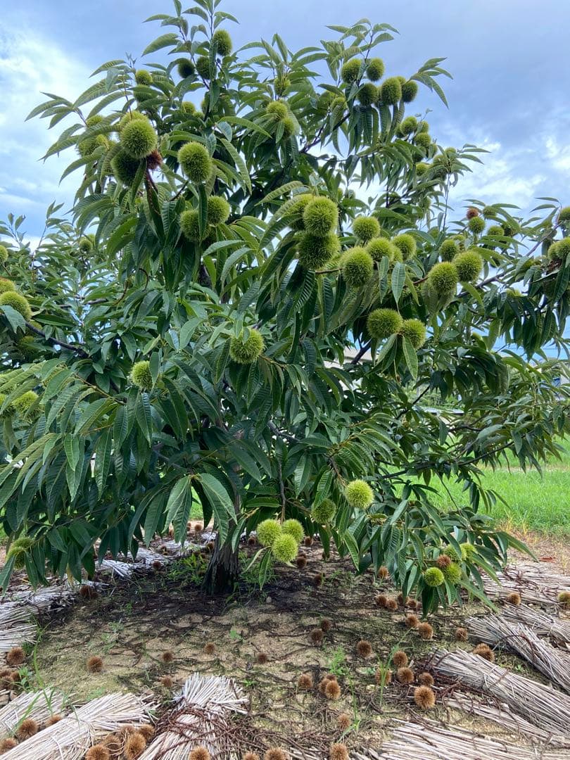 ヒロ　さま　専用出品