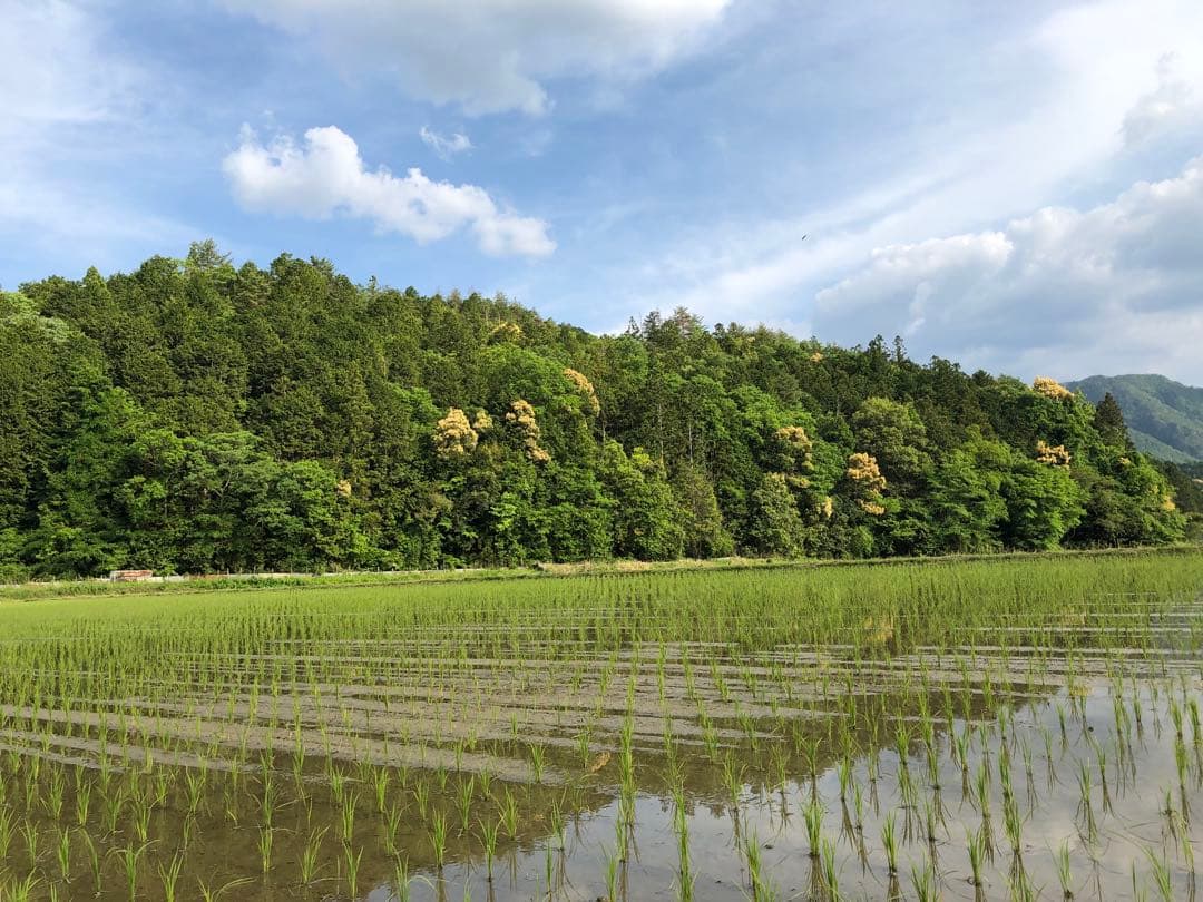 丹波産　コシヒカリ　特別栽培米　10キロ