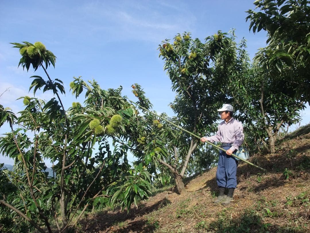 幻の栗⭐︎中山栗2L~4L混合10kgクール便（匿名不可）農家直送2025-014