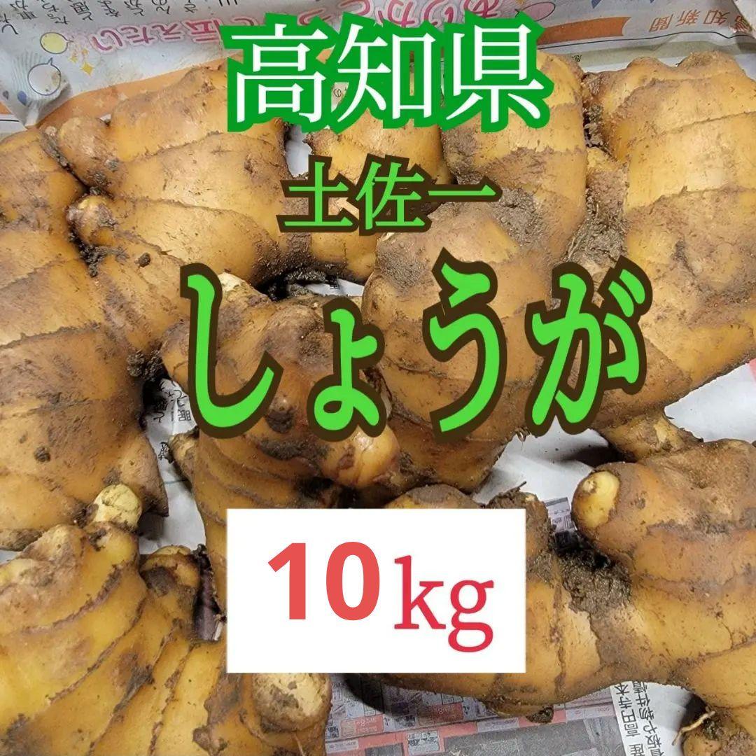 10kg高知県産生姜（土付き）
