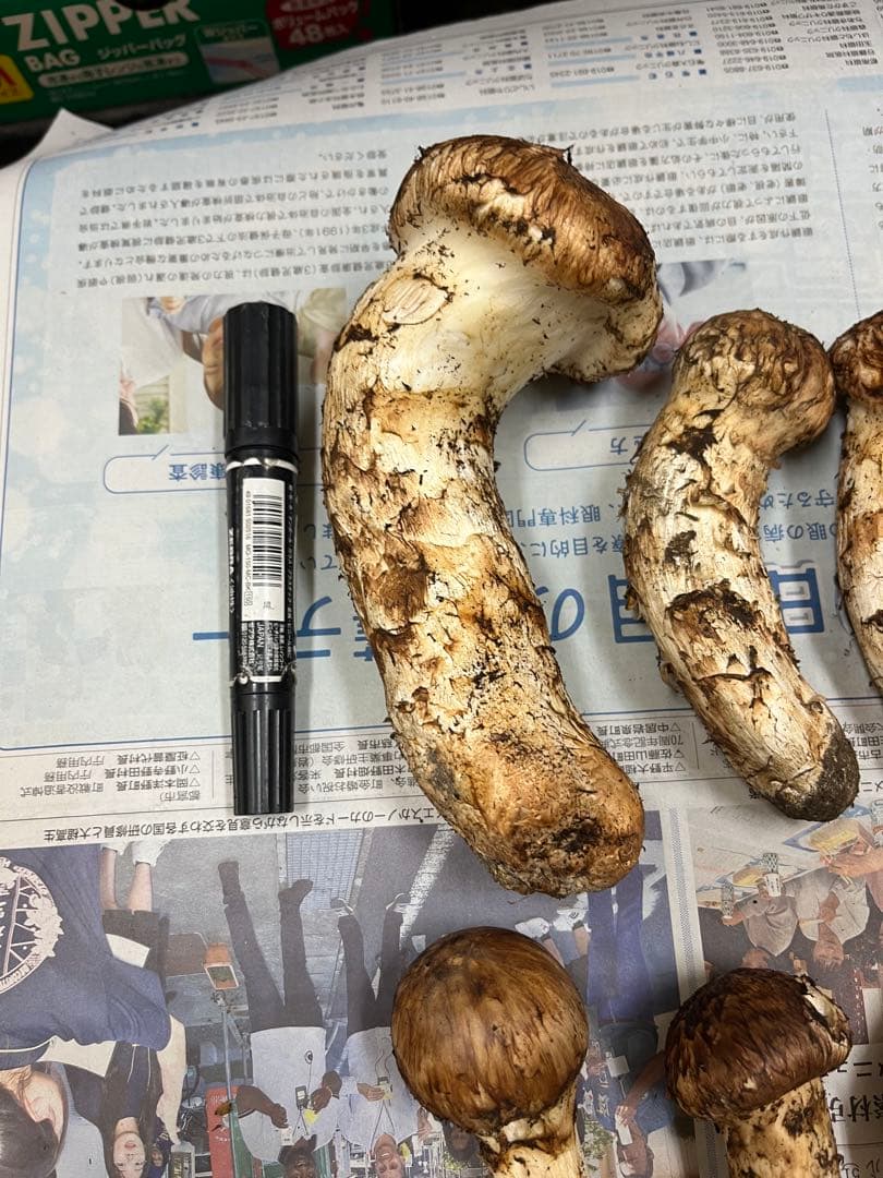 岩手県産松茸　良型　2