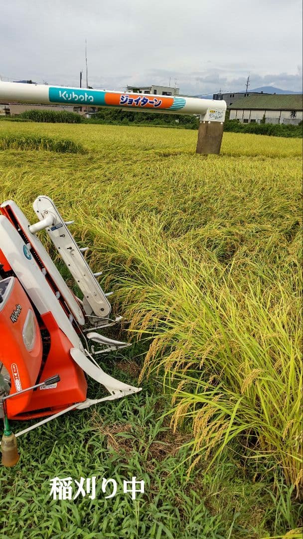 神経と免疫を大切にする農家 ７年産コシヒカリ 発芽用玄米10kg化学農薬不使用