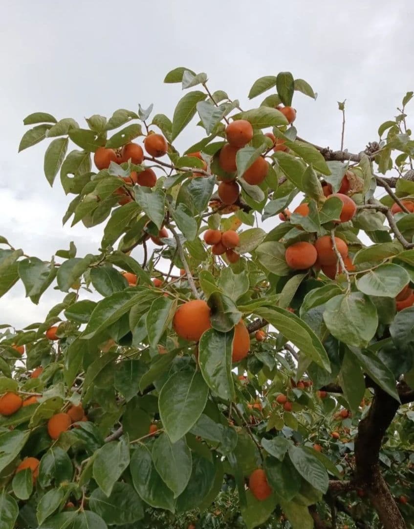 市田柿袋詰め500gGIマーク固め×６袋