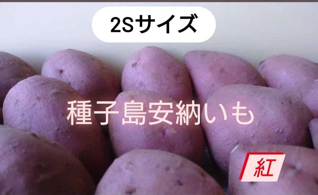 種子島安納いも 2Sサイズ 20㎏