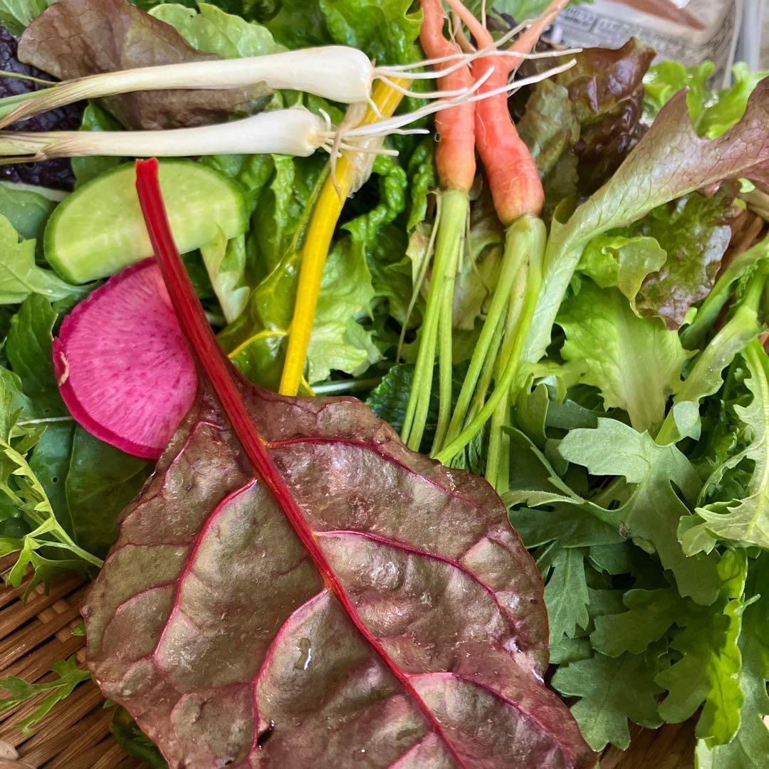 豊かな香り彩りの　restaurant salad