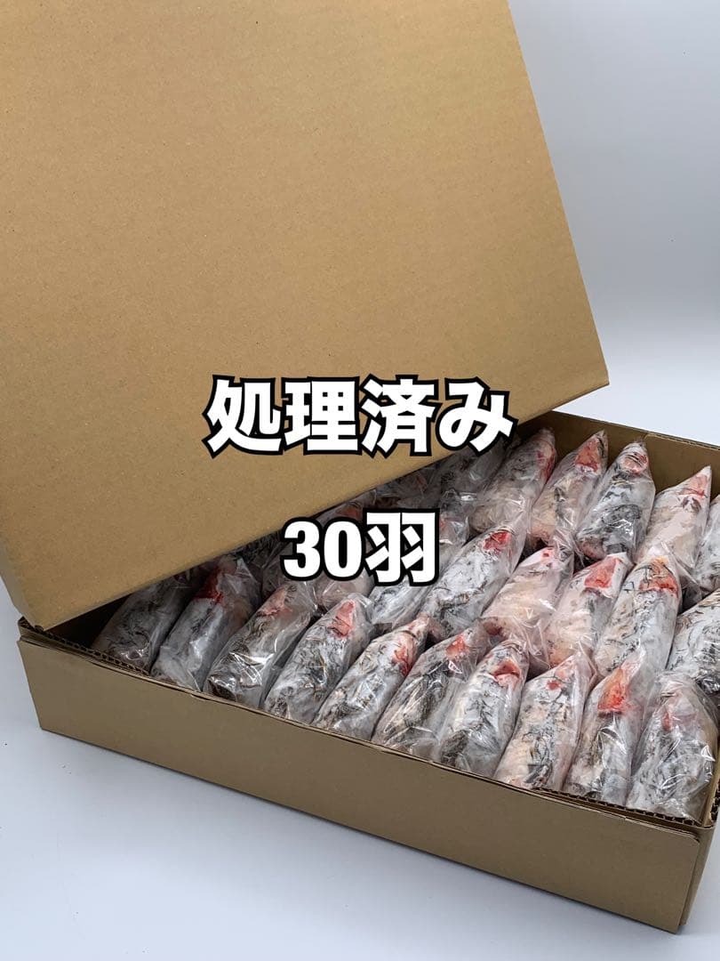 処理済み冷凍うずら（30羽）【送料込】