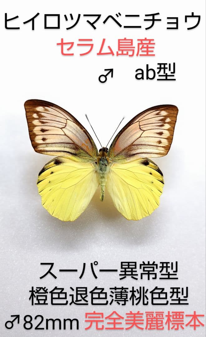 年末価格‼️ヒイロツマベニチョウ♂標本★ セラム島産★82mmスーパー異常型美麗