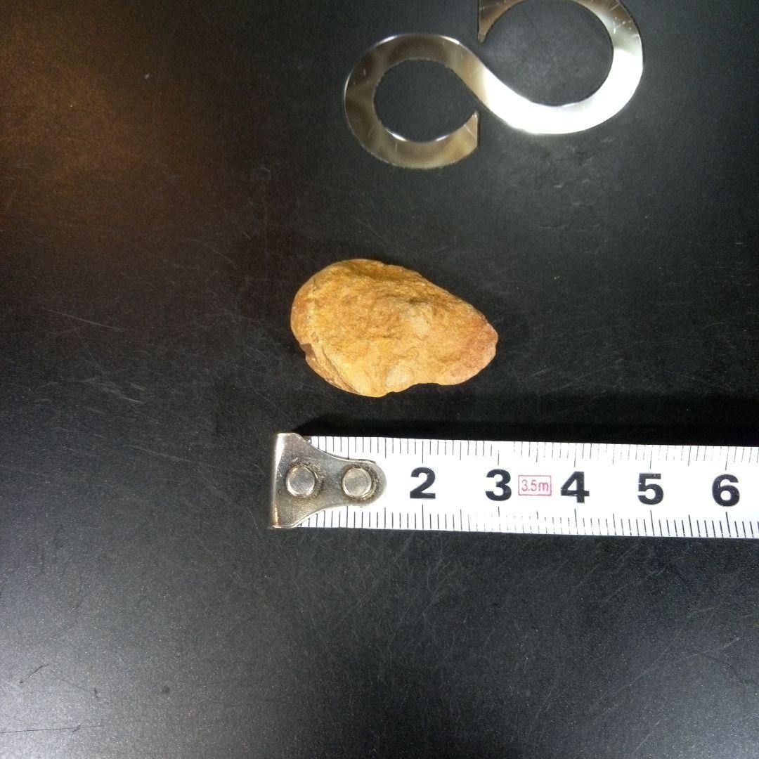 三葉虫　化石　fossil　海　ボリビア産　trilobite　海生動物網⑤