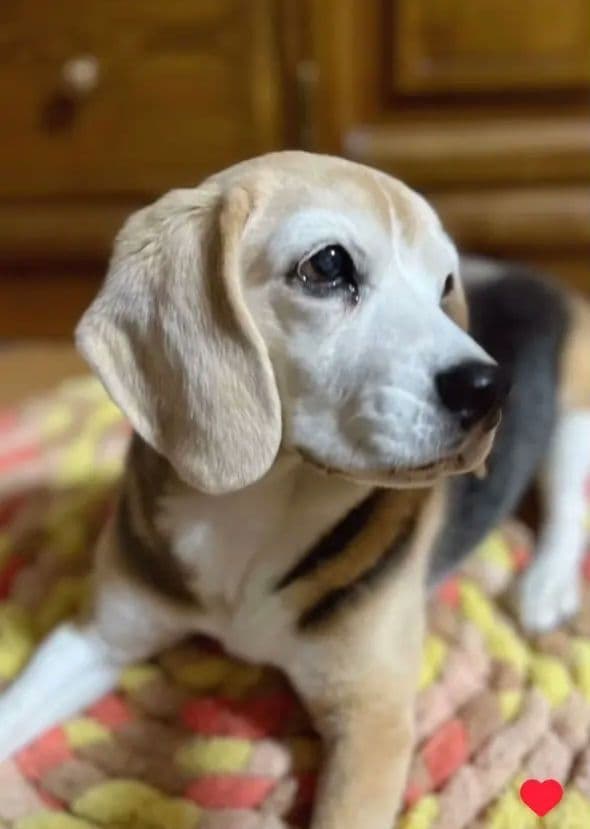 カフェマット  お昼寝マット ペットマット　オーダー承ります
