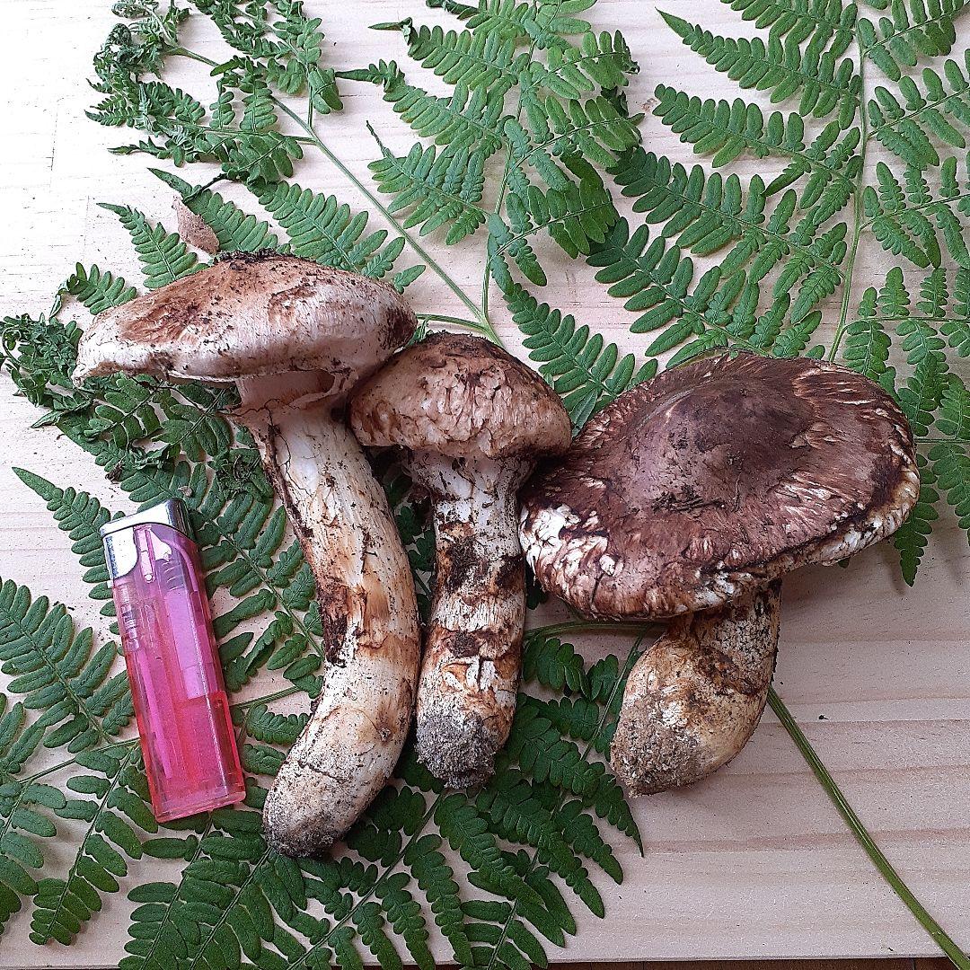 10/13 11時収穫 長野県産 松茸 国産 松茸 203g