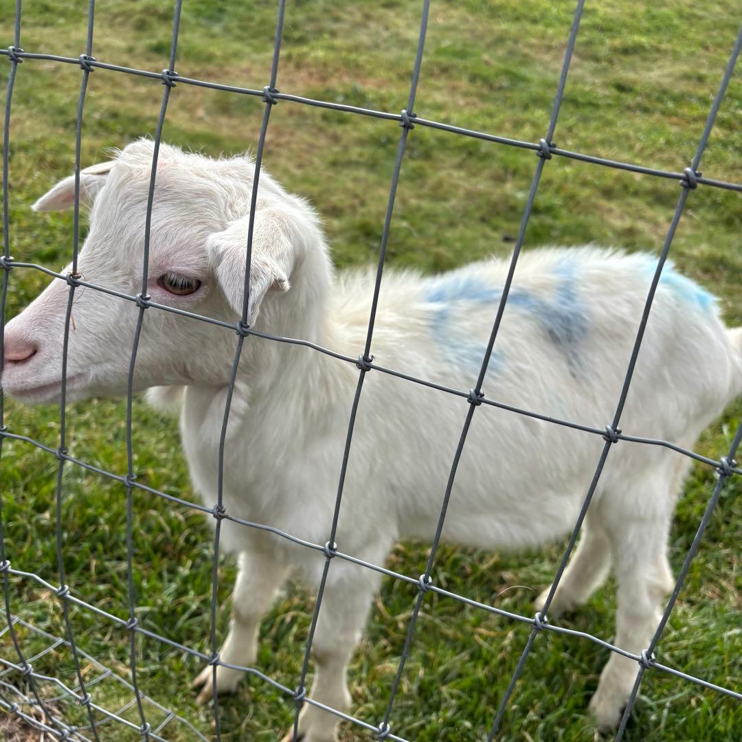 北海道 お正月セット