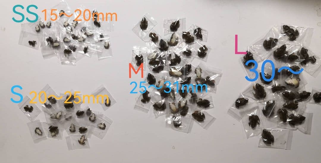 5百匹【冷凍】S 餌用カエル ヌマガエル 蛇の餌 爬虫類 ピンクマウスの代用