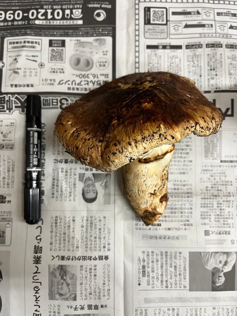 岩手県産松茸　特大開き　2本　今期最終