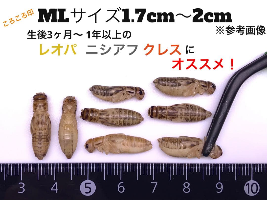 冷凍イエコML約3000匹1kg冷凍コオロギ
