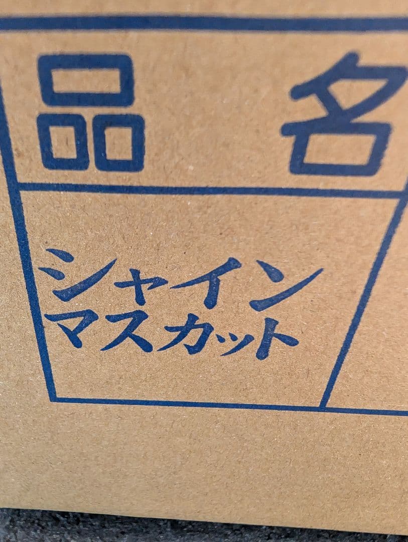 山梨県産ぶどう　シャインマスカット　9房入り箱込み約5.5kg