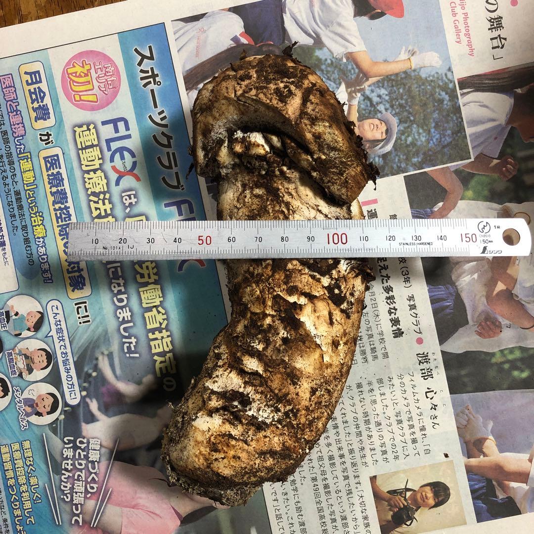 信州産　今年最後のどでかい松茸　約220g 長さ16cm 太さ6cm