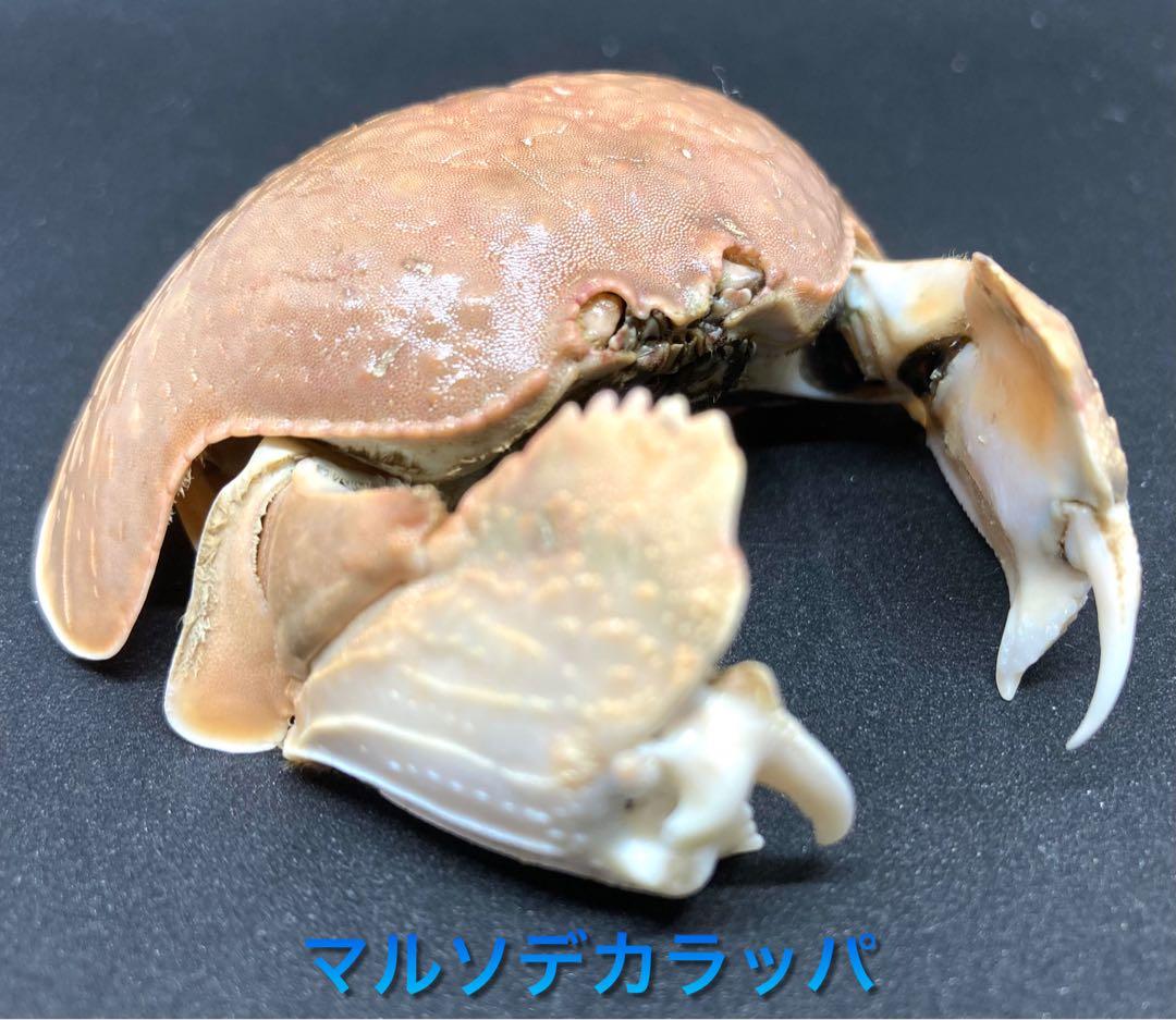 マルソデカラッパ 乾燥標本③カラッパ　カニ 標本