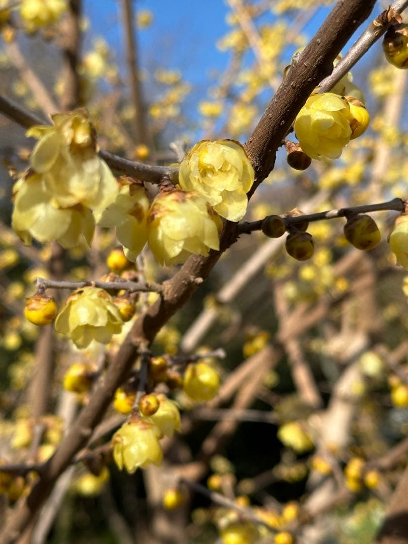 茶道具　茶碗　中里無庵　皮鯨
